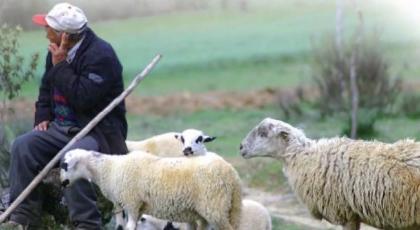 The Shepherd and the Wild Sheep | eJOY English