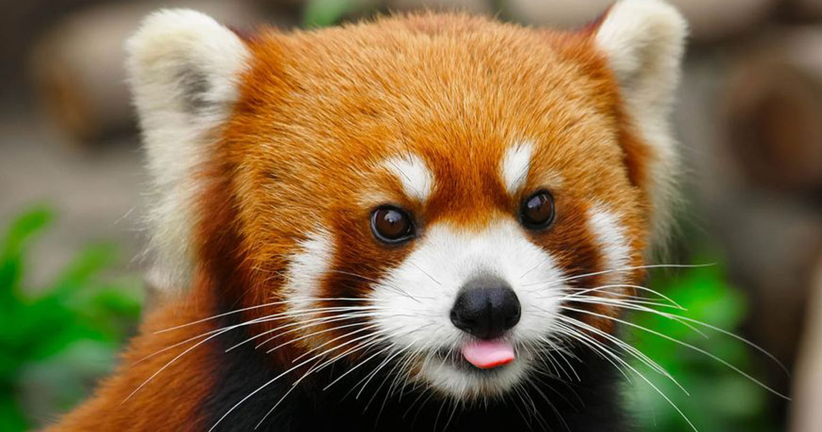 Endangered Red Pandas | eJOY English