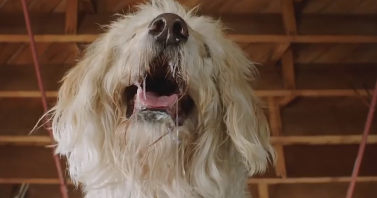 Dog Days | eJOY English